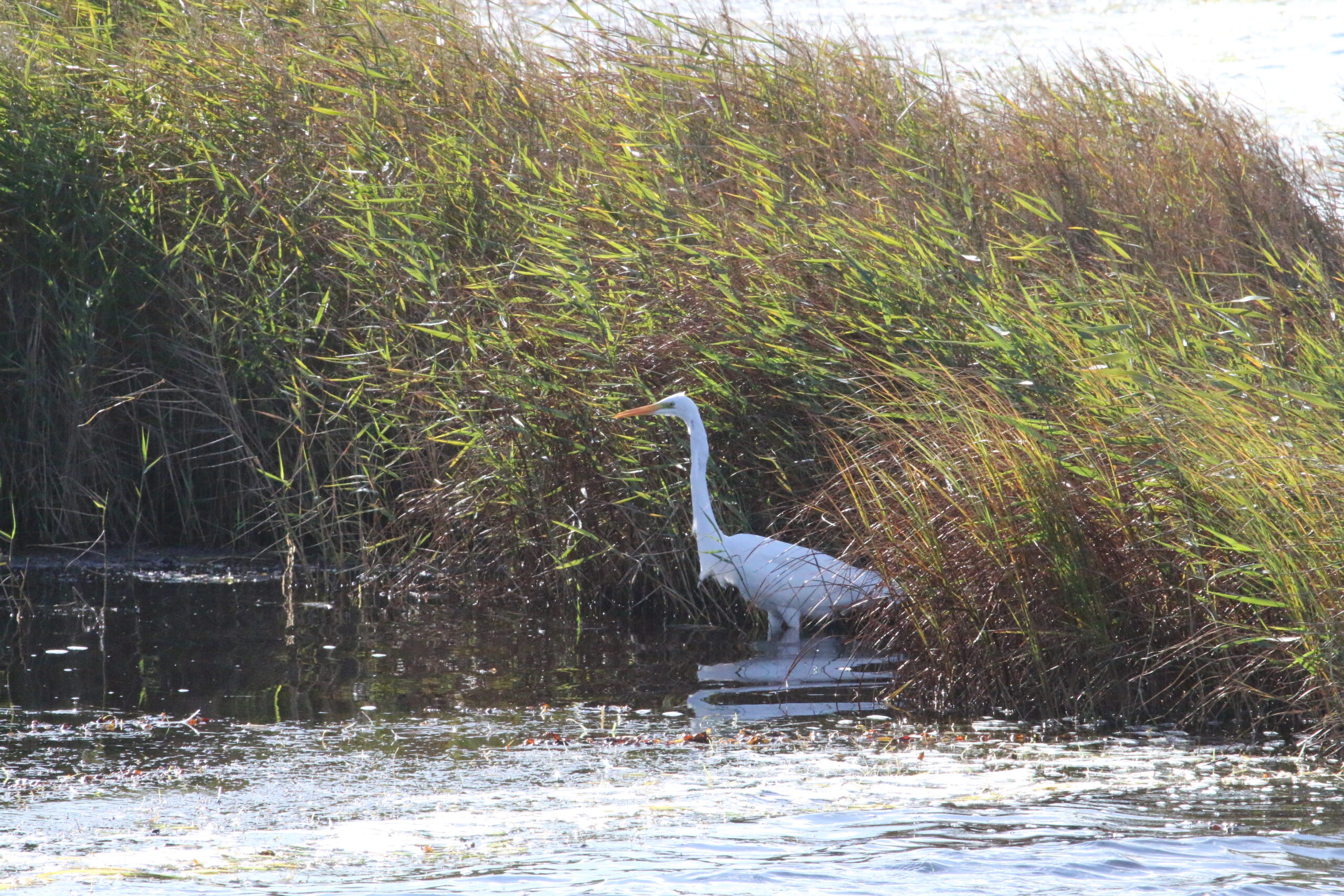 Den hvide hejre - Albicilla Explorer