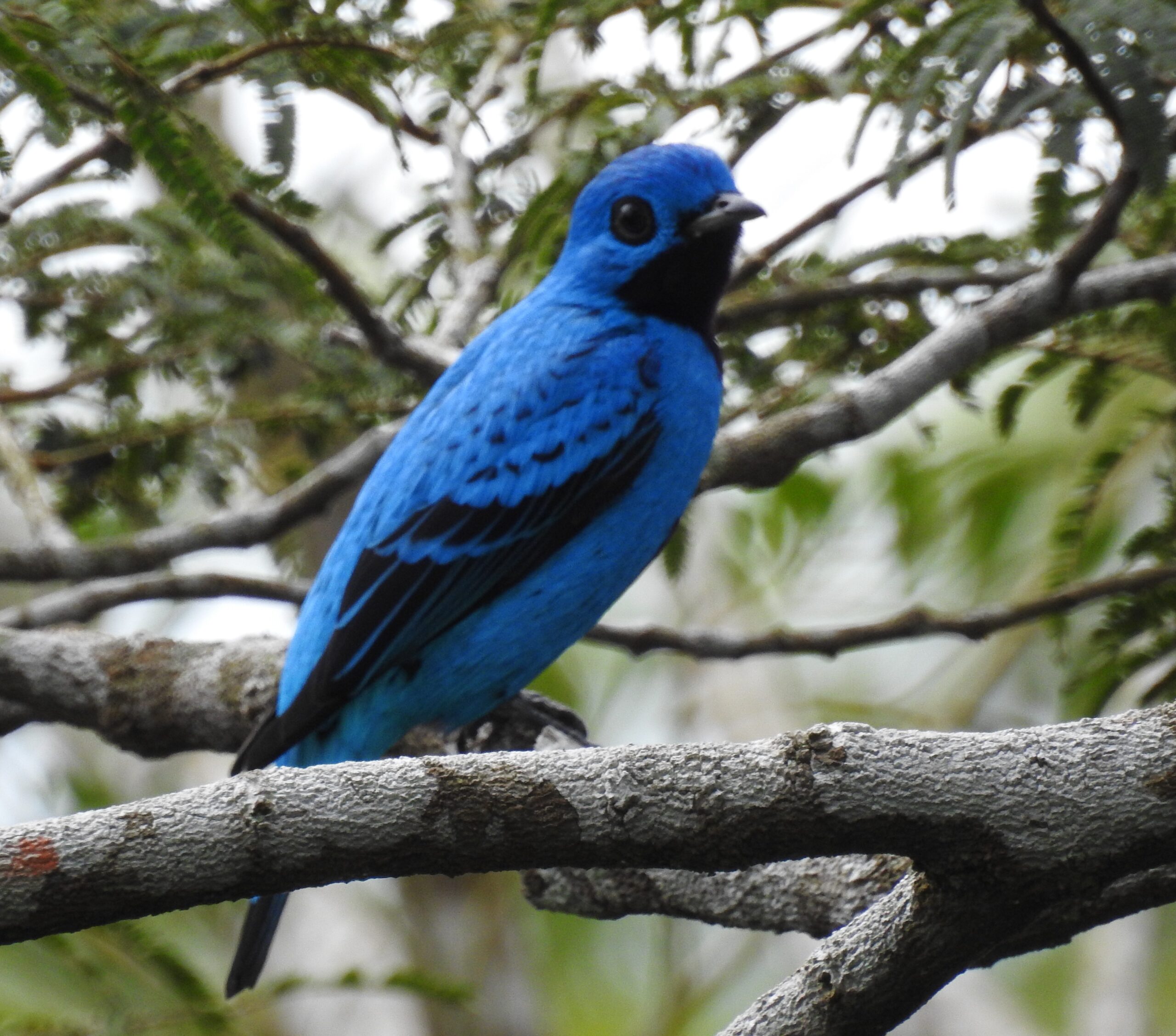 Blue Cotinga, Puffbird og uafhængighedsdag - Albicilla Explorer