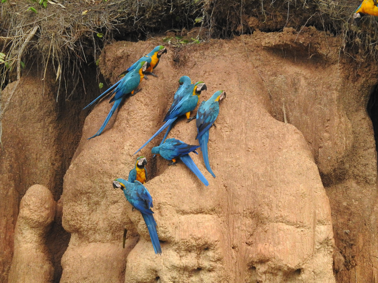 A spectacular sight and why do parrots eat clay in the Peruvian ...