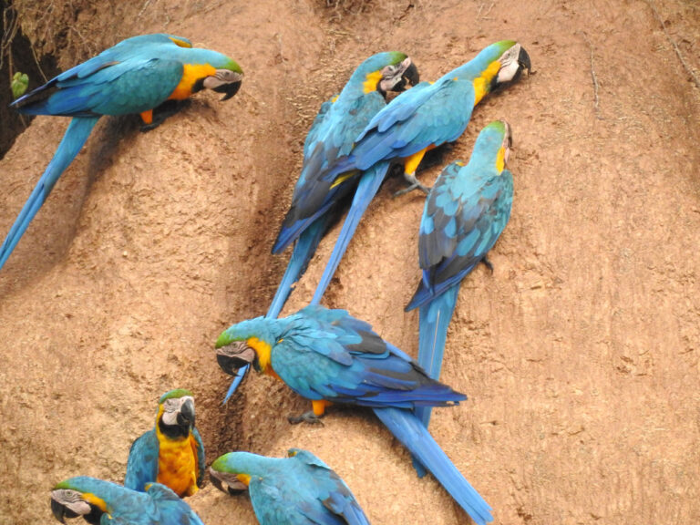 A spectacular sight and why do parrots eat clay in the Peruvian ...