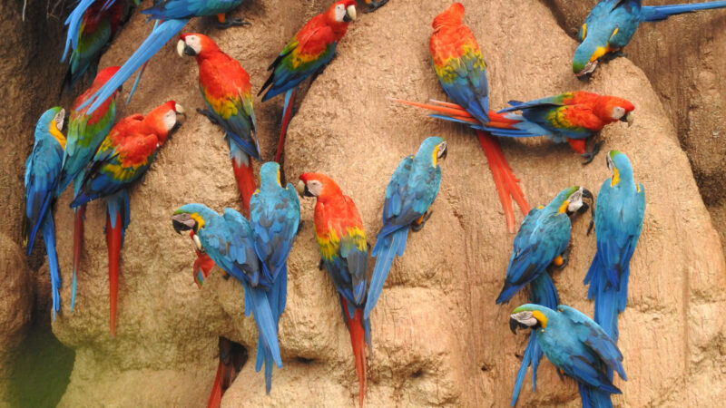 A spectacular sight and why do parrots eat clay in the Peruvian ...