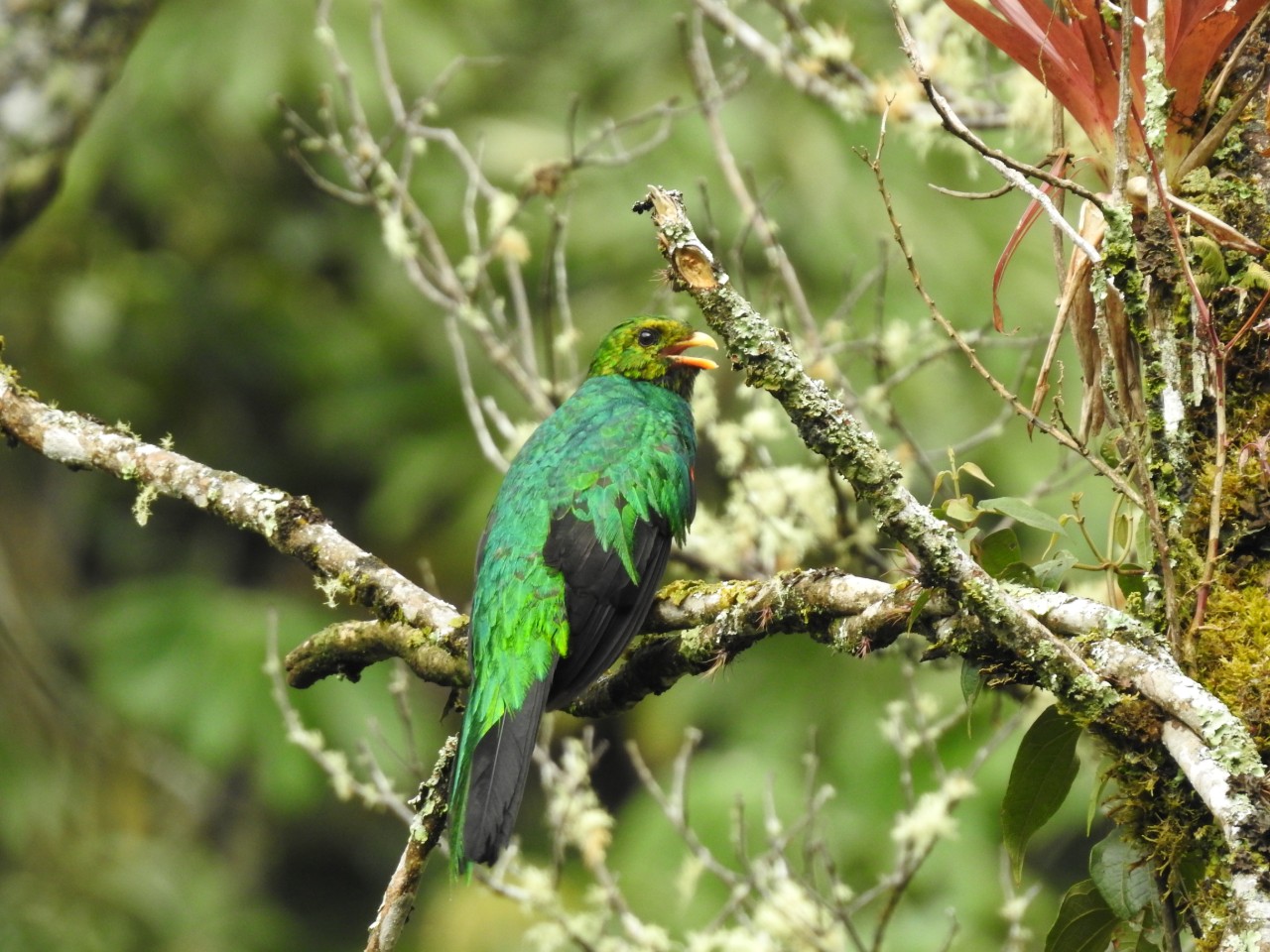 Birdwatching in Peru: The famous Manu Road - Albicilla Explorer