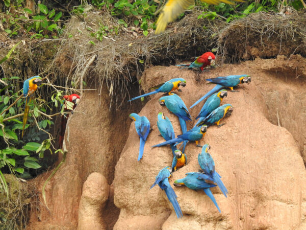 A spectacular sight and why do parrots eat clay in the Peruvian ...