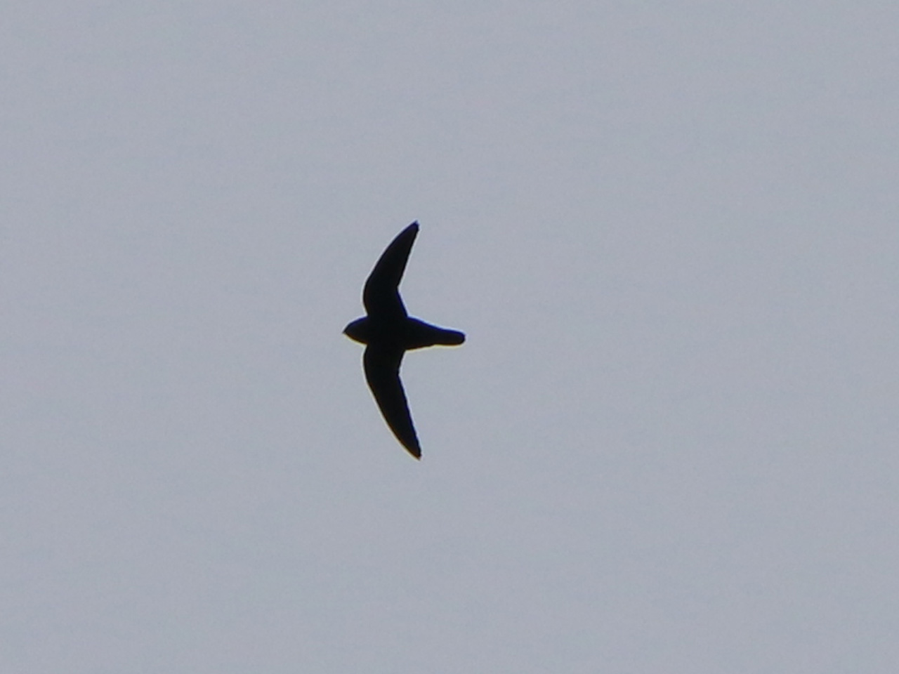 There was plenty of water, but where were the Swifts? - Albicilla Explorer